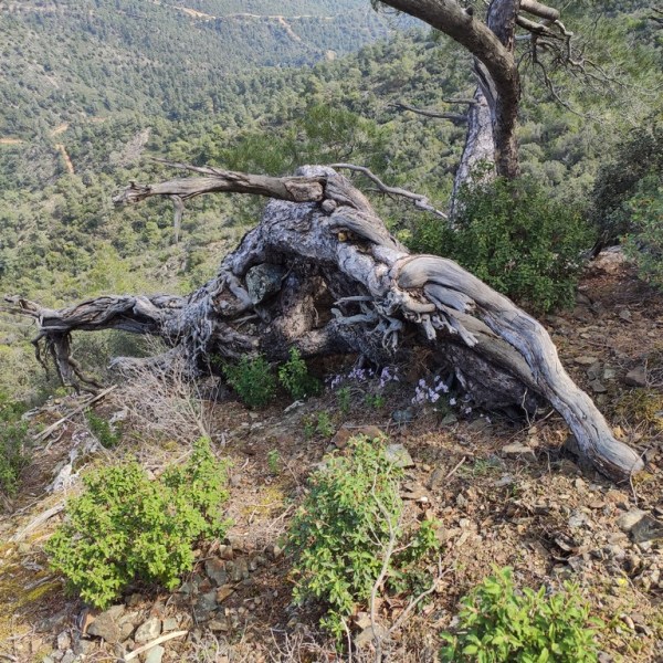 The Cyprus Strollers | Hiking made Pleasant